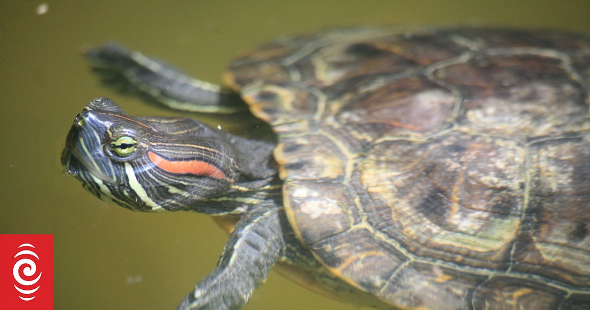 Rogue turtle raising alarm bells in Tākaka | RNZ News