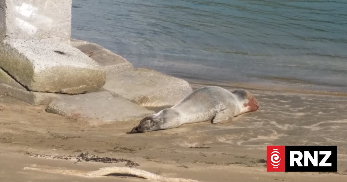 Leopard seal left badly bloodied in suspected dog attack | RNZ