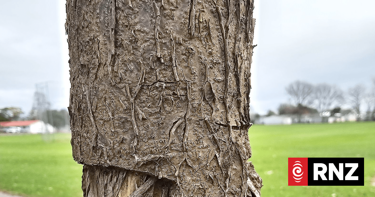 Second memorial tree dies: Are vandals or natural causes at fault ...