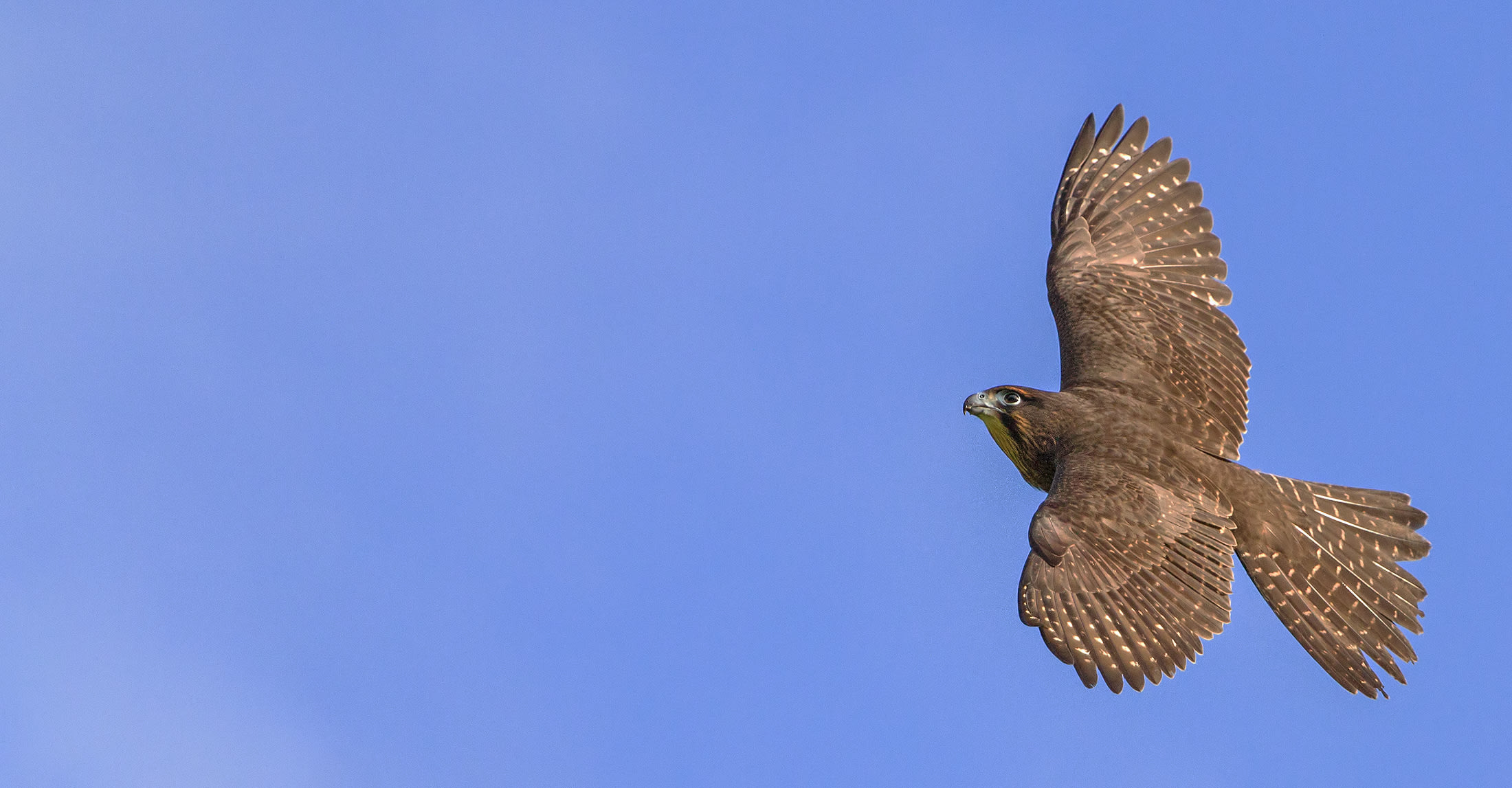 Falconer Noel Hyde and the work of Wingspan | A Gallery from Saturday ...