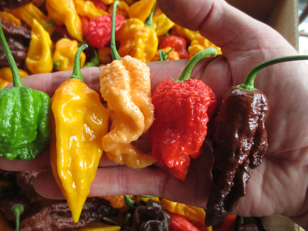 Do It Yourself: Growing champion super hot chillies | RNZ