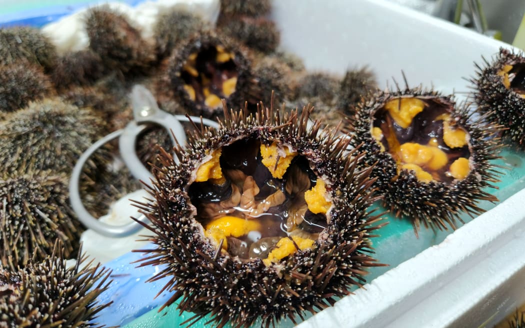 Why removing kina is restoring the balance in marine ecosystems | RNZ