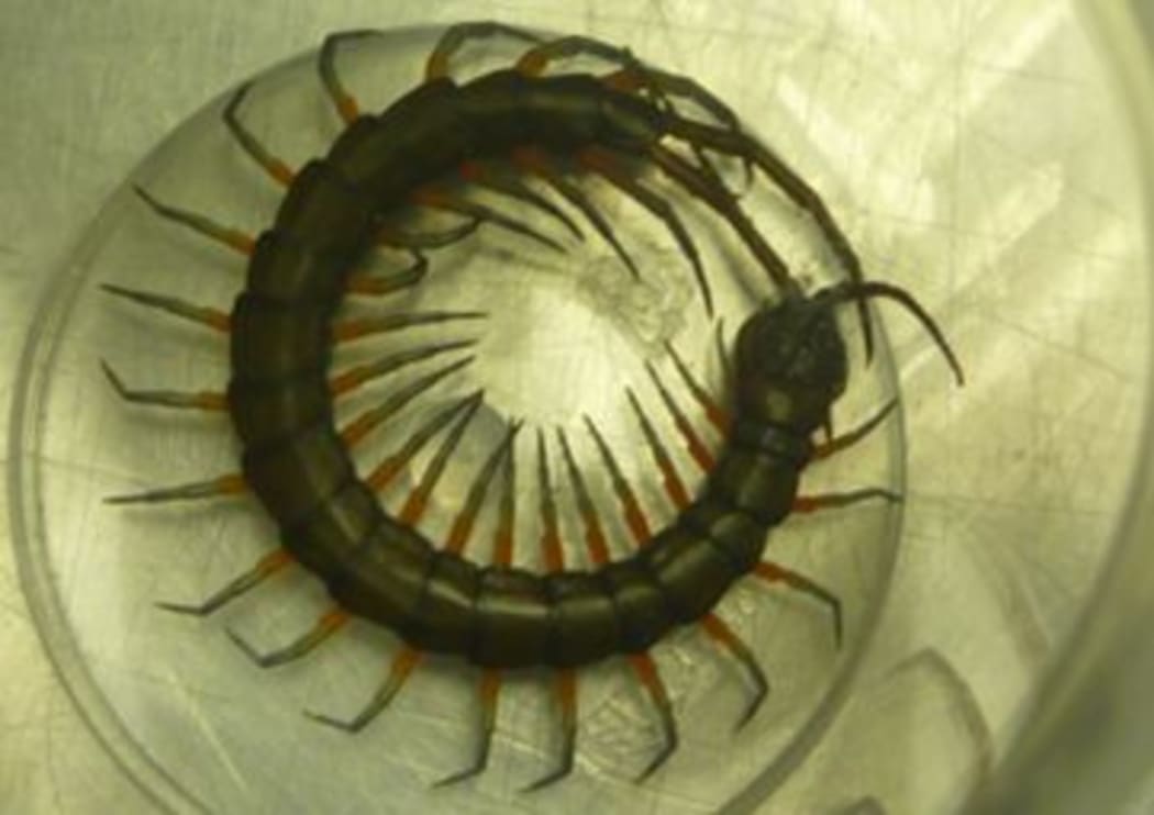 do centipedes bite nz
