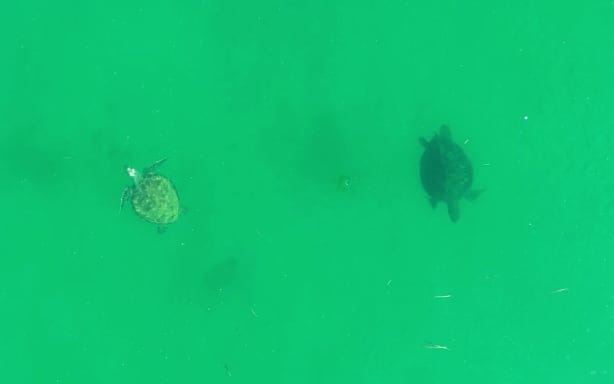 Turtles found foraging in Rangaunu Harbour | RNZ