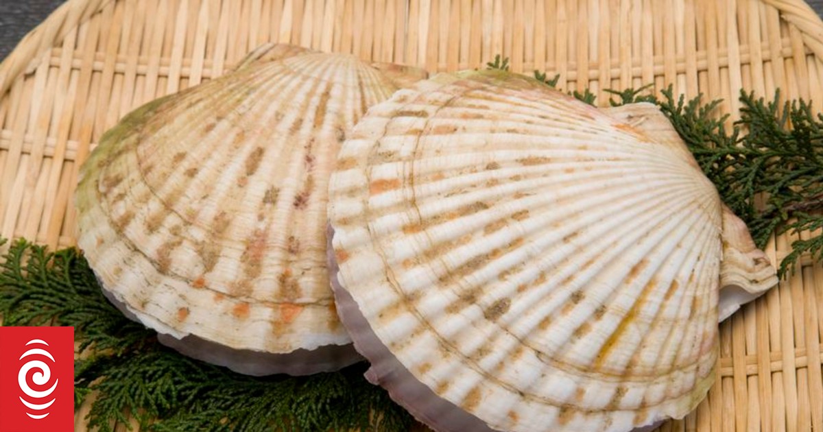 Toxic shellfish warning in North Island | RNZ News