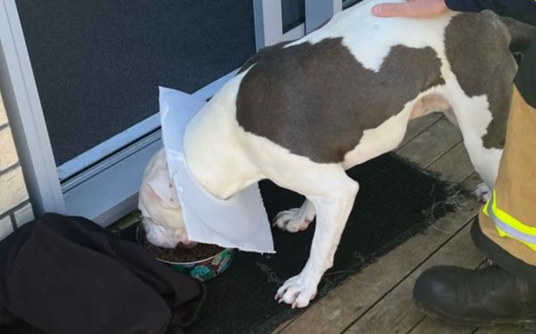Rescuers rush to help pup stuck in 'ruff' situation | RNZ News