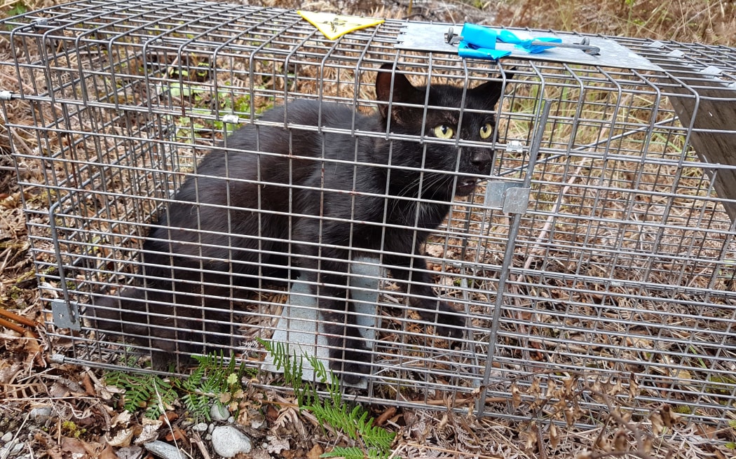 Auckland’s plan to go to war with feral cats | RNZ News