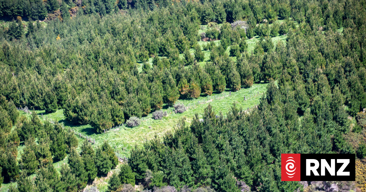 Forestry sector calls for rates cap after bill increases 570 percent ...
