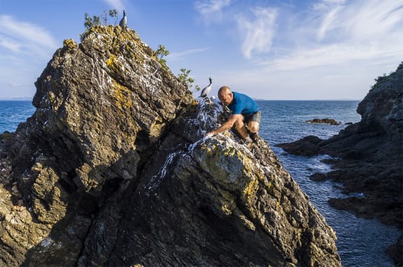 3D printed birds and fake poo to help the spotted shag | RNZ