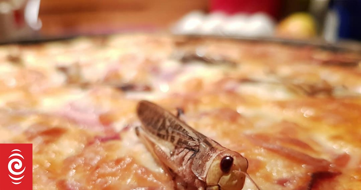 New Zealand's first locust farmer on eating insects | RNZ