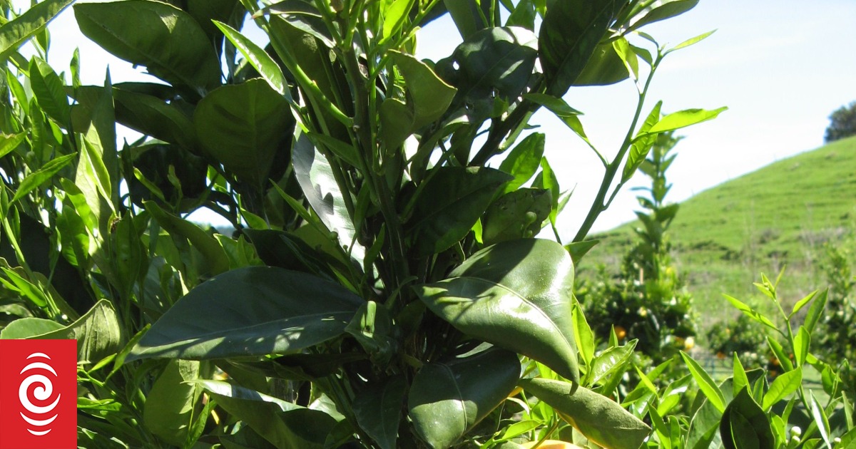 Fruit and Vege Report with Glenn Forsyth | RNZ