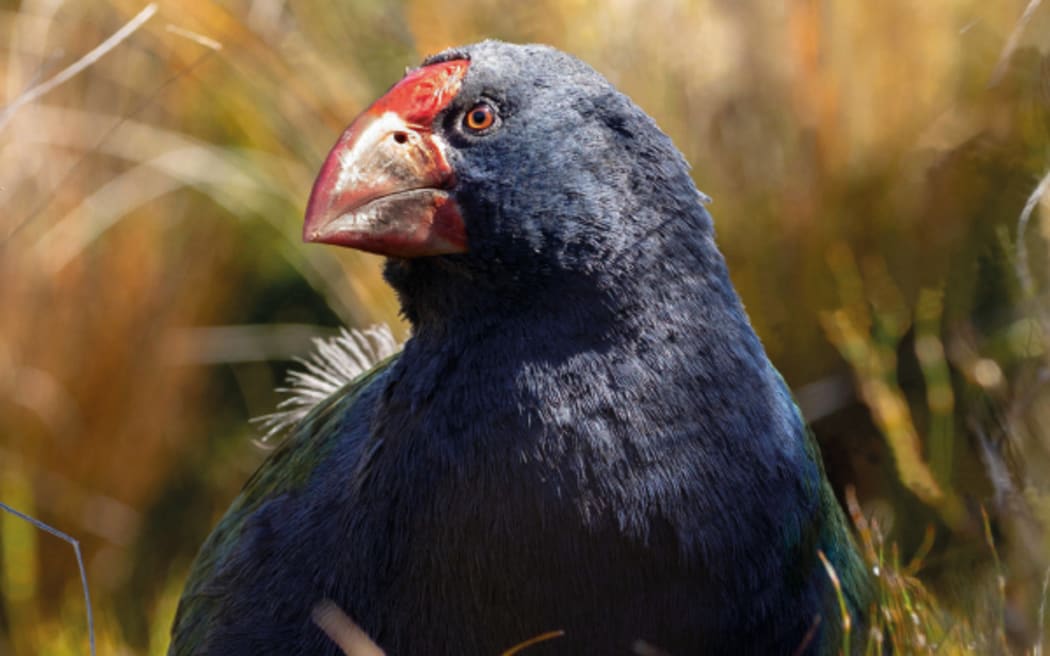 Book review: Takahe by Alison Ballance | RNZ