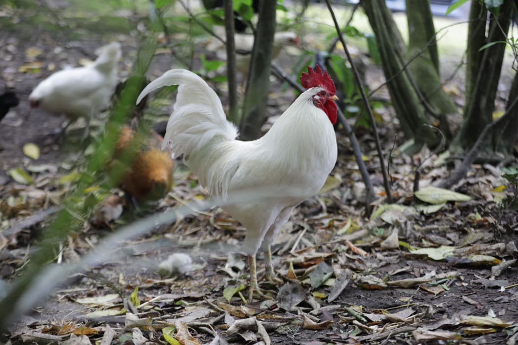 Tītīrangi chook round up: 'We ensure all animals go to forever homes ...