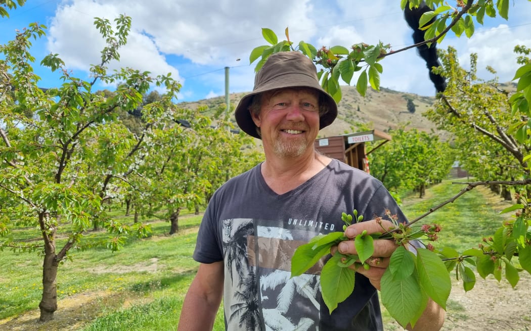 Cherry growers hopeful for harvest but freight demand, cooler start to ...