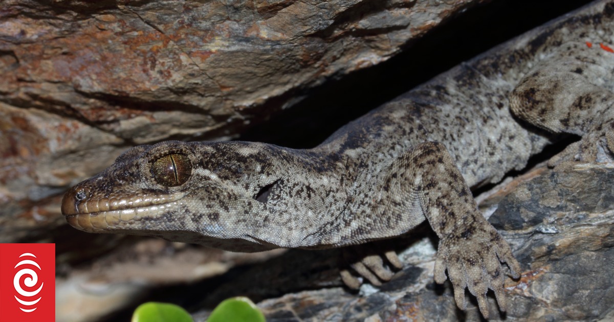 New species of New Zealand gecko hidden in plain sight | RNZ News
