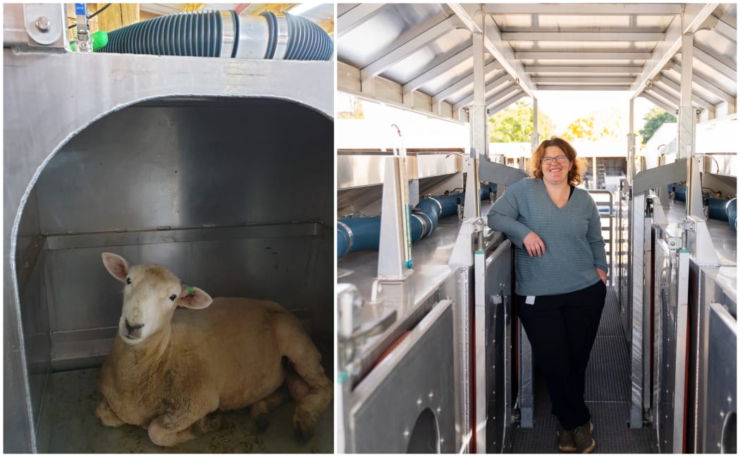 Applying technology from low-methane sheep to cattle | RNZ