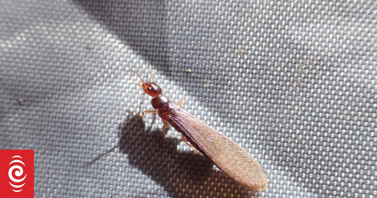 Critter of the Week | RNZ