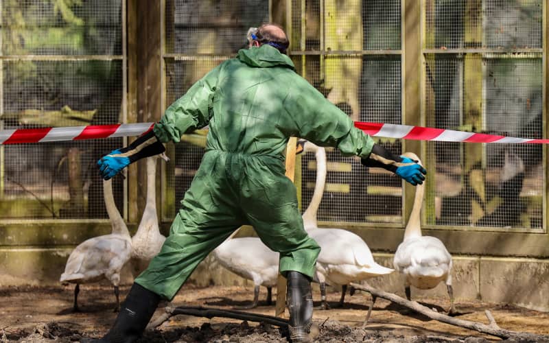 NZ must be prepared for bird flu, experts say, as Australia confirms ...