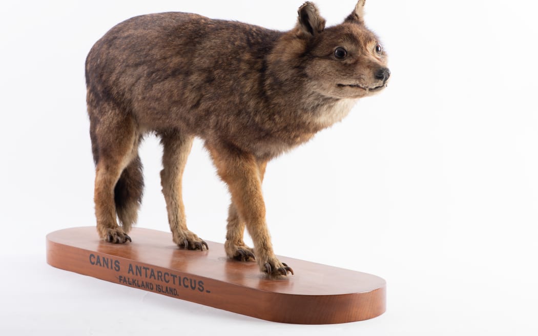 Otago Museum unveils new research on the Falklands wolf | RNZ