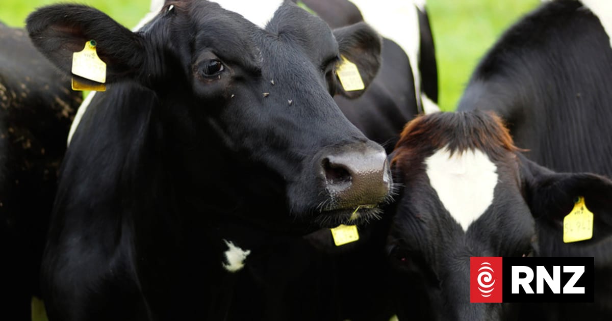 Banks 'put squeeze' on dairy farmers | RNZ