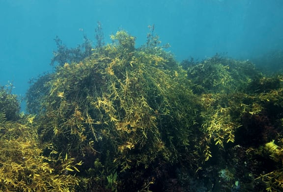 The fragile and beautiful world of seaweed | RNZ