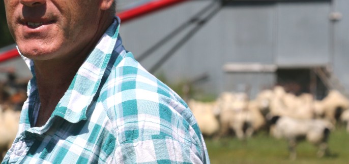 Crossbred wool gets a fibre facelift | RNZ