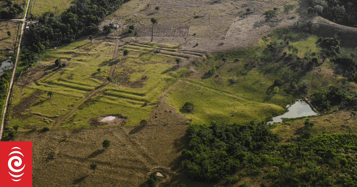 Ancient towns and gardens discovered in the Amazon | RNZ