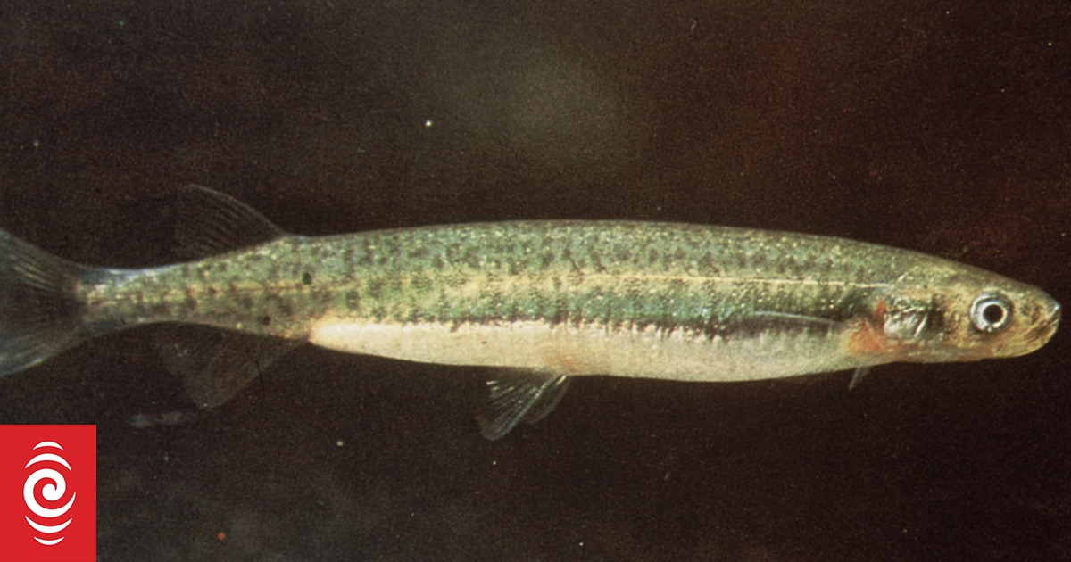 Critter of the Week - the Inanga | RNZ