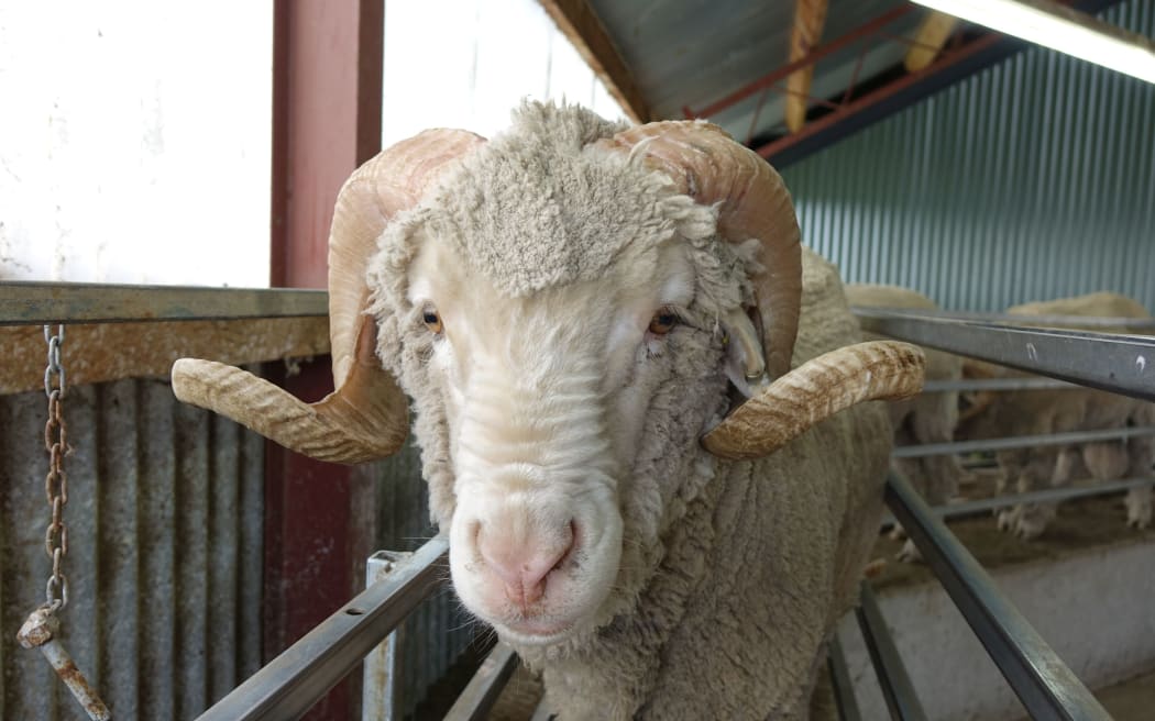Australia wins best Merino wool bale | RNZ News