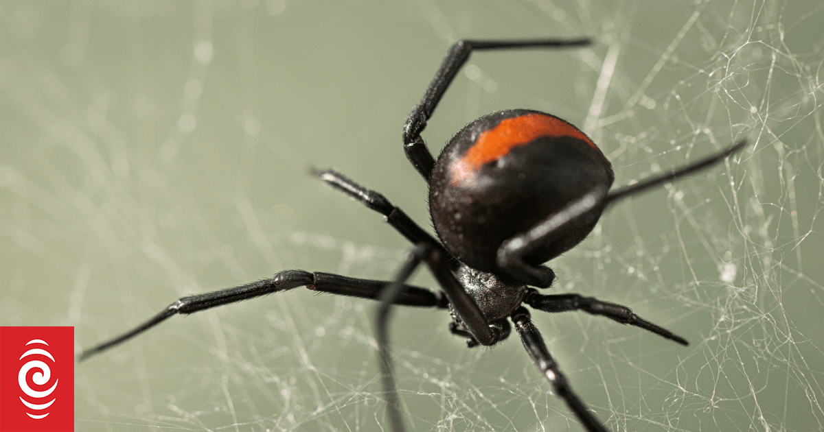 Our Changing World: A tricky trap for redback spiders | RNZ News