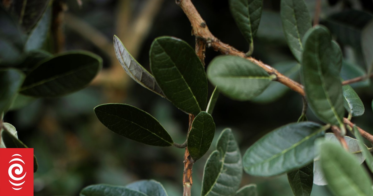 Fruit and Vege Report with Glenn Forsyth | RNZ