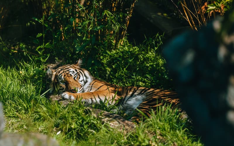 Two tiger cubs born at Auckland Zoo after tragedy last year | RNZ