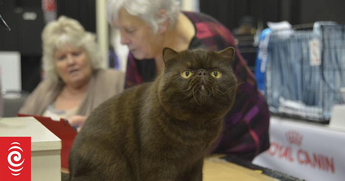 Best in Show: Cat show judge Dorothy Horton | RNZ