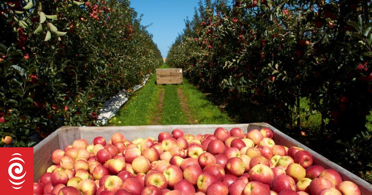 Cyclone loan scheme a 'bailout for the banks' - fruit grower | RNZ