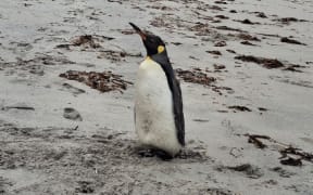 China, Russia again block moves to protect endangered emperor penguin ...