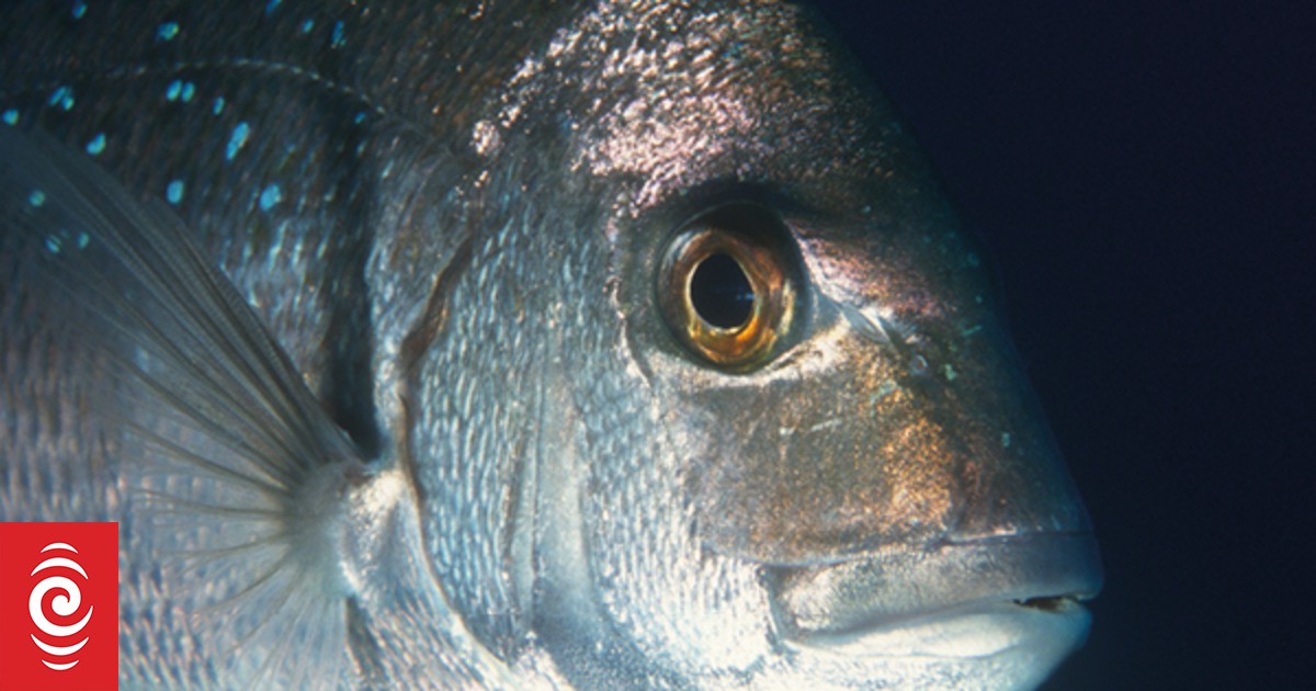 Book review: Coastal Fishes of New Zealand by Malcolm Francis | RNZ