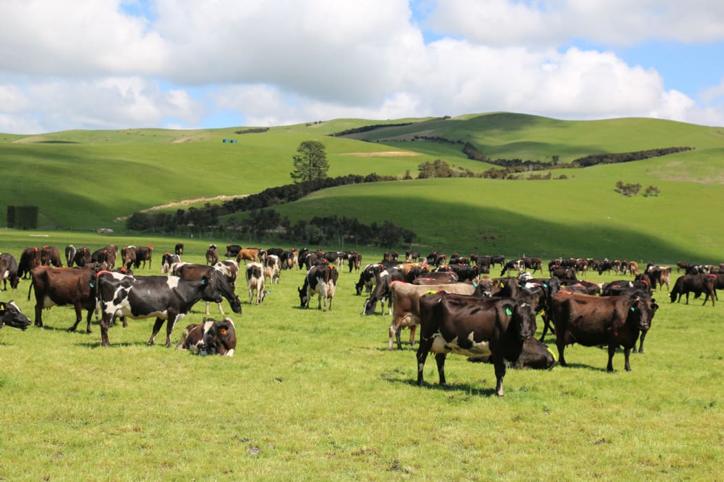 On the Farm - a wrap of farming conditions around NZ | RNZ