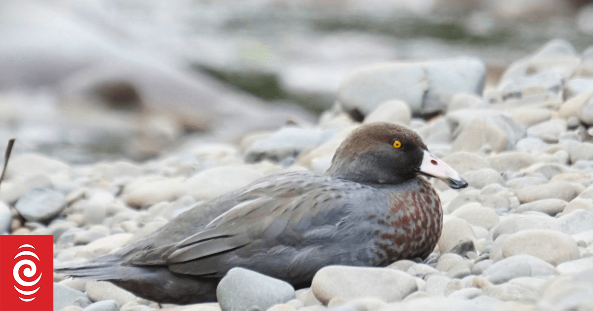 Our Changing World: Trapping to help whio | RNZ News