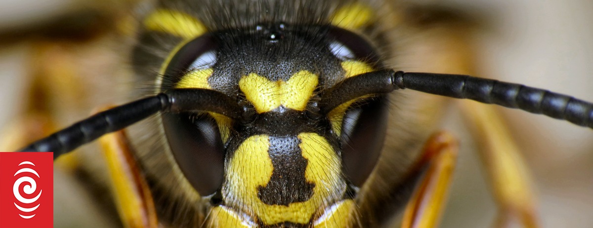 Invasive wasps damaging the native ecosystem | RNZ News