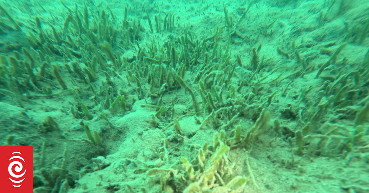 Invasive seaweed caulerpa found in new location in Bay of Islands | RNZ ...