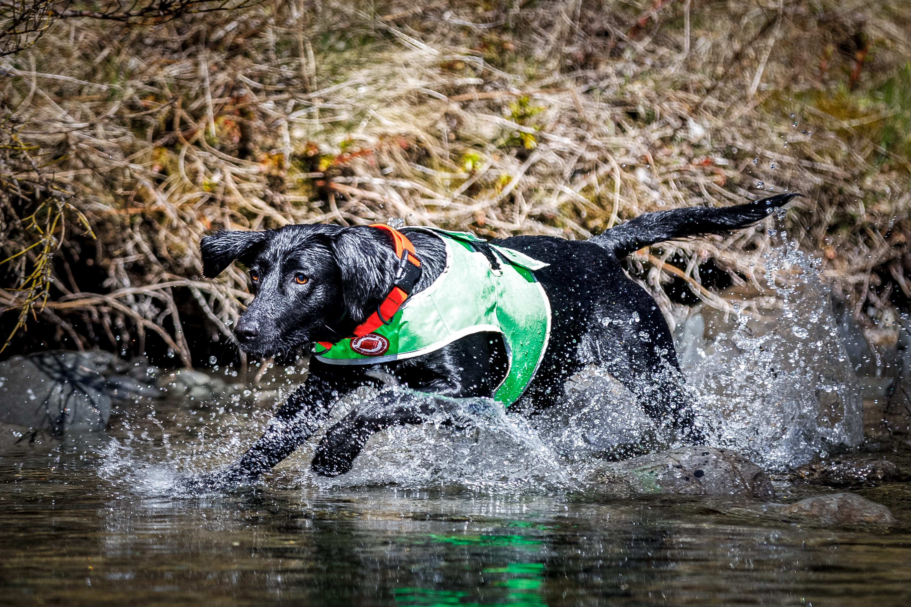 Making the cut as a LandSAR canine | RNZ