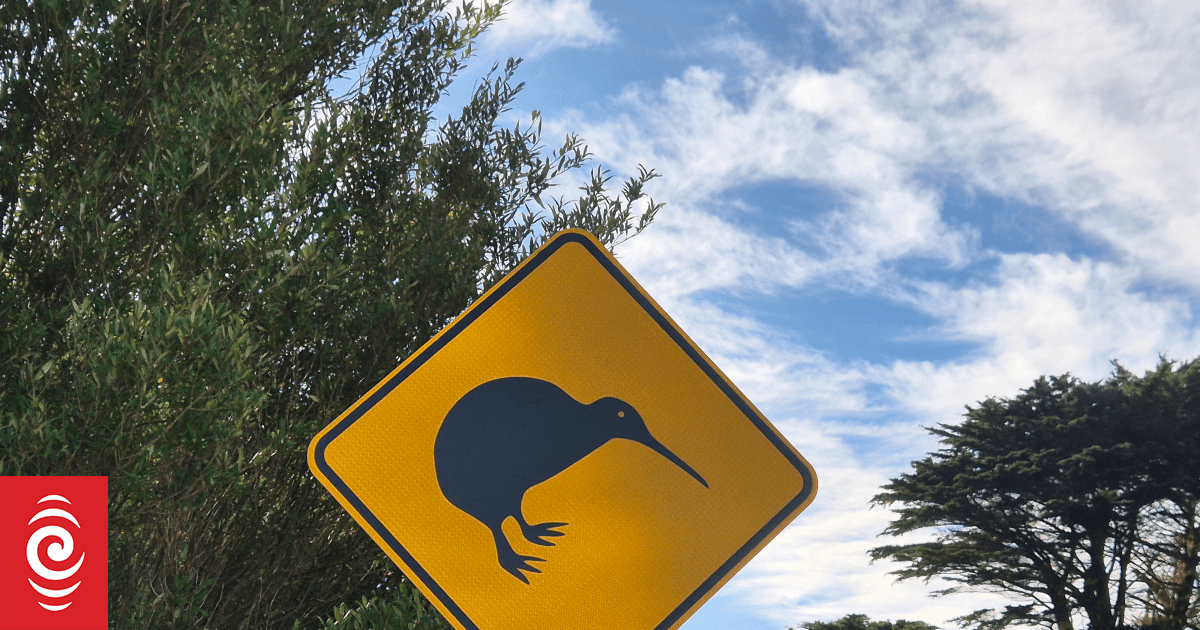 250 bird milestone for Capital Kiwi Project | RNZ