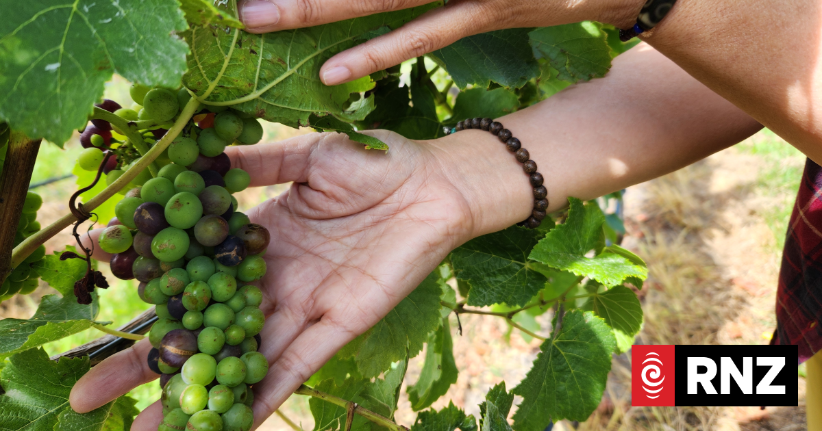 New Zealand's primary sector exporters 'not entirely surprised' by ...