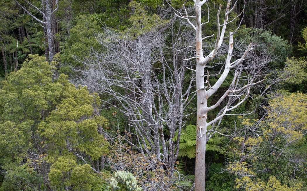 'Instruction manual' to kauri dieback pathogen uncovered | RNZ