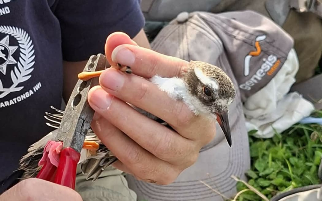 First shore plover fledgling born on Pitt Island in 150 years | RNZ News