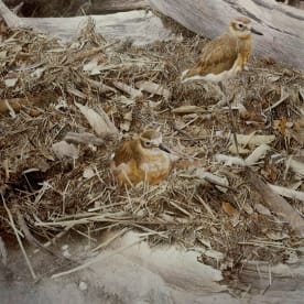 The Birds of Ray Ching | RNZ