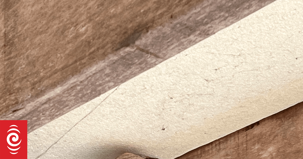 Hornet incursion: No plans to spray invaders - yet | RNZ News