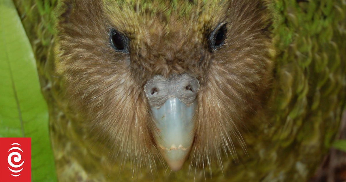 Genome sequencing every living kakapo | RNZ News