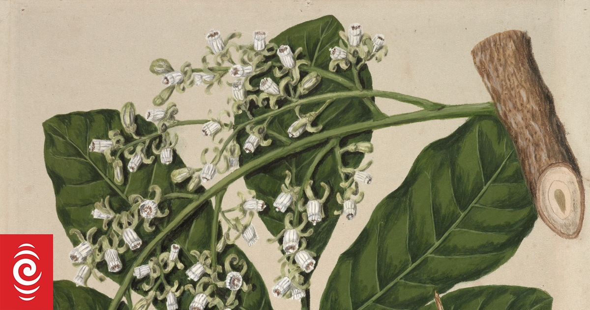 Dr Rebecca Rice: our early colonial women botanical artists recovered | RNZ
