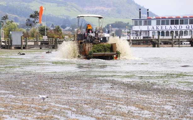 Rotorua lakefront stench lingers as decomposing weed and dead fish pile ...